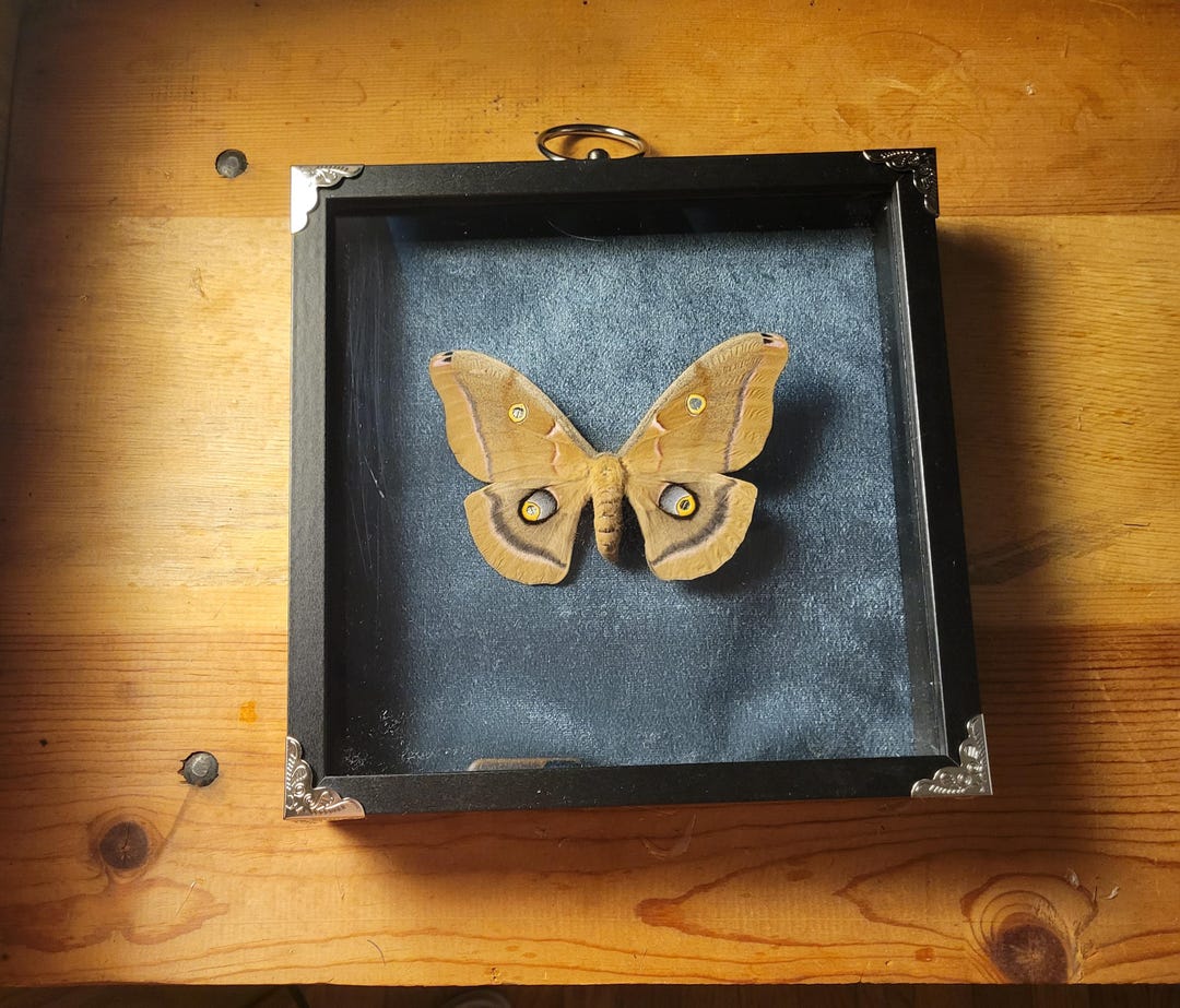 Saturn Moth Shadow Box - Etsy