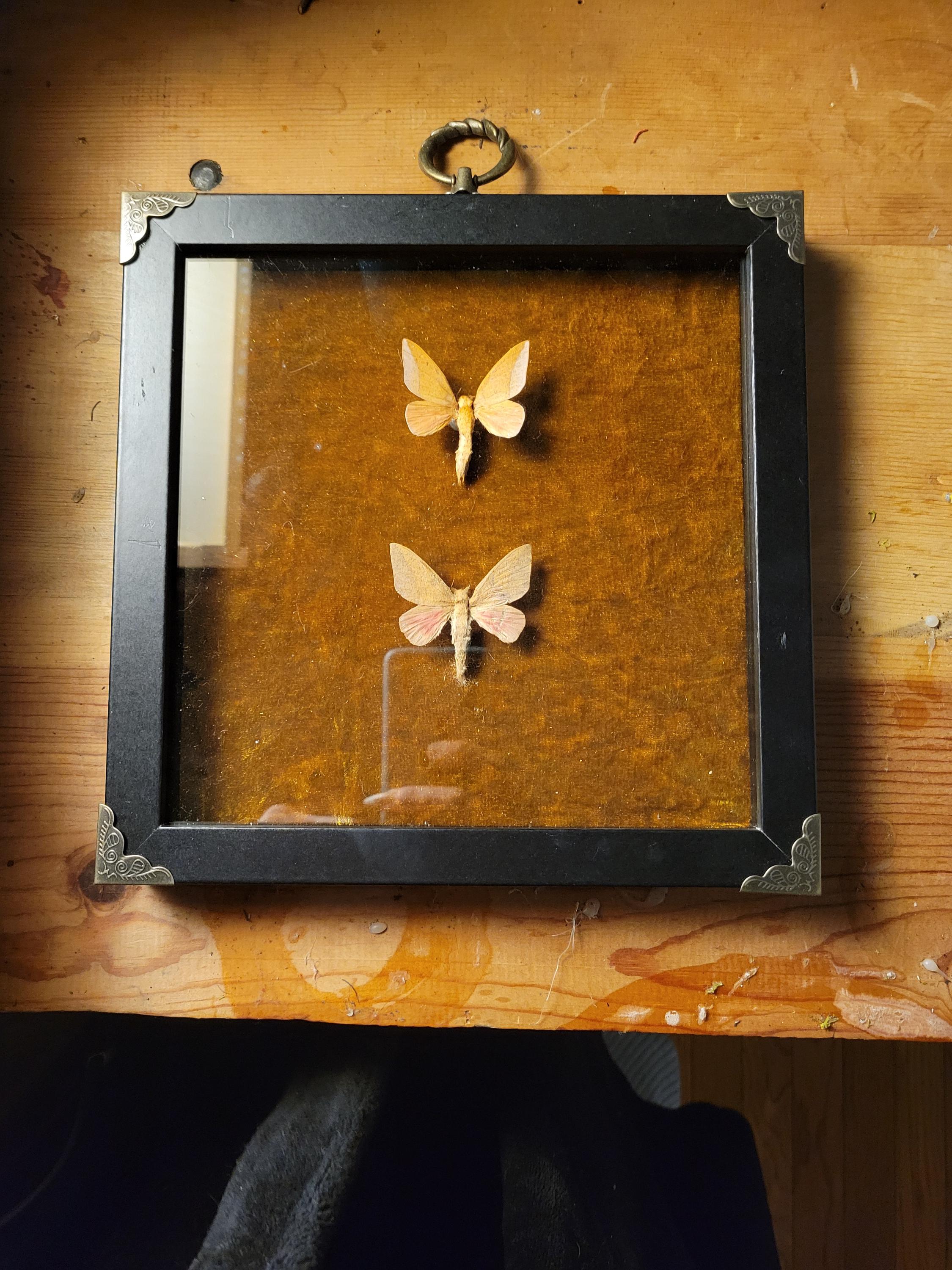 Sunset Moth Shadow Box - Etsy