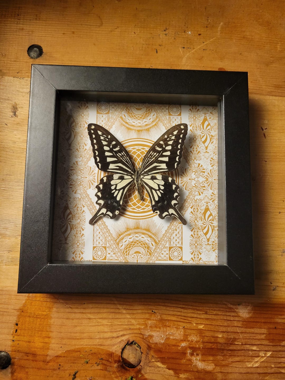 Swallowtail Butterfly Shadow Box - Etsy