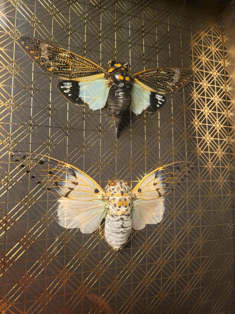 Blue & Ghost Cicada Shadow Box - Etsy