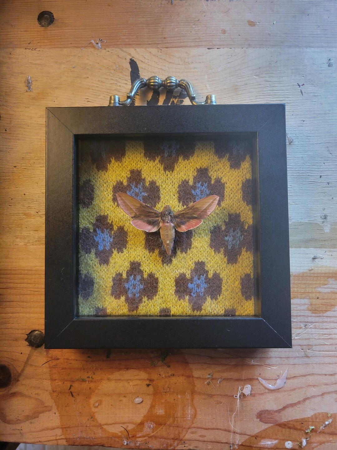 Elephant Hawkmoth Shadow Box - Etsy