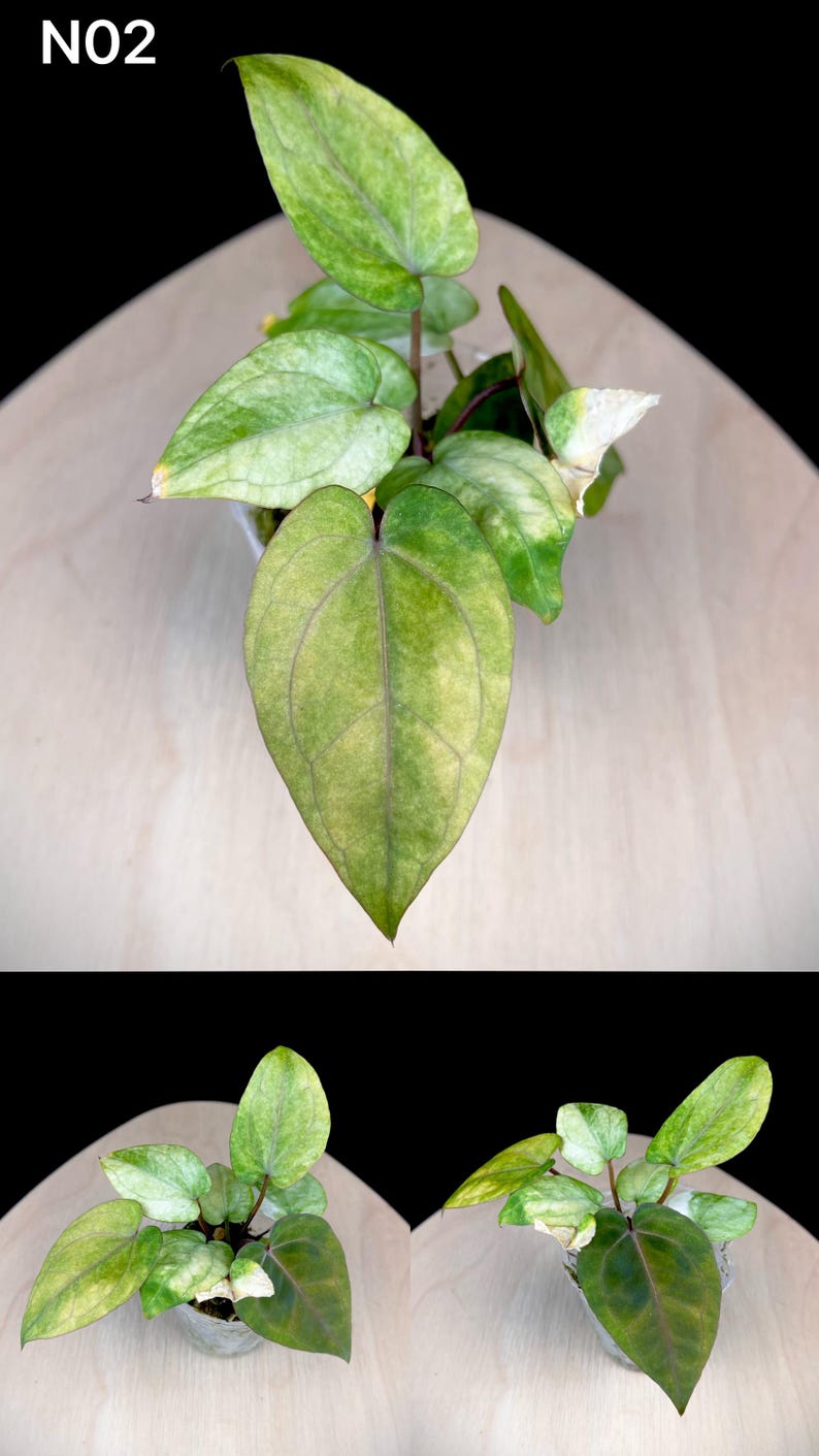 Anthurium ‘RVDP X Doc Block Red Crystallinum’ Variegated - Rare ...