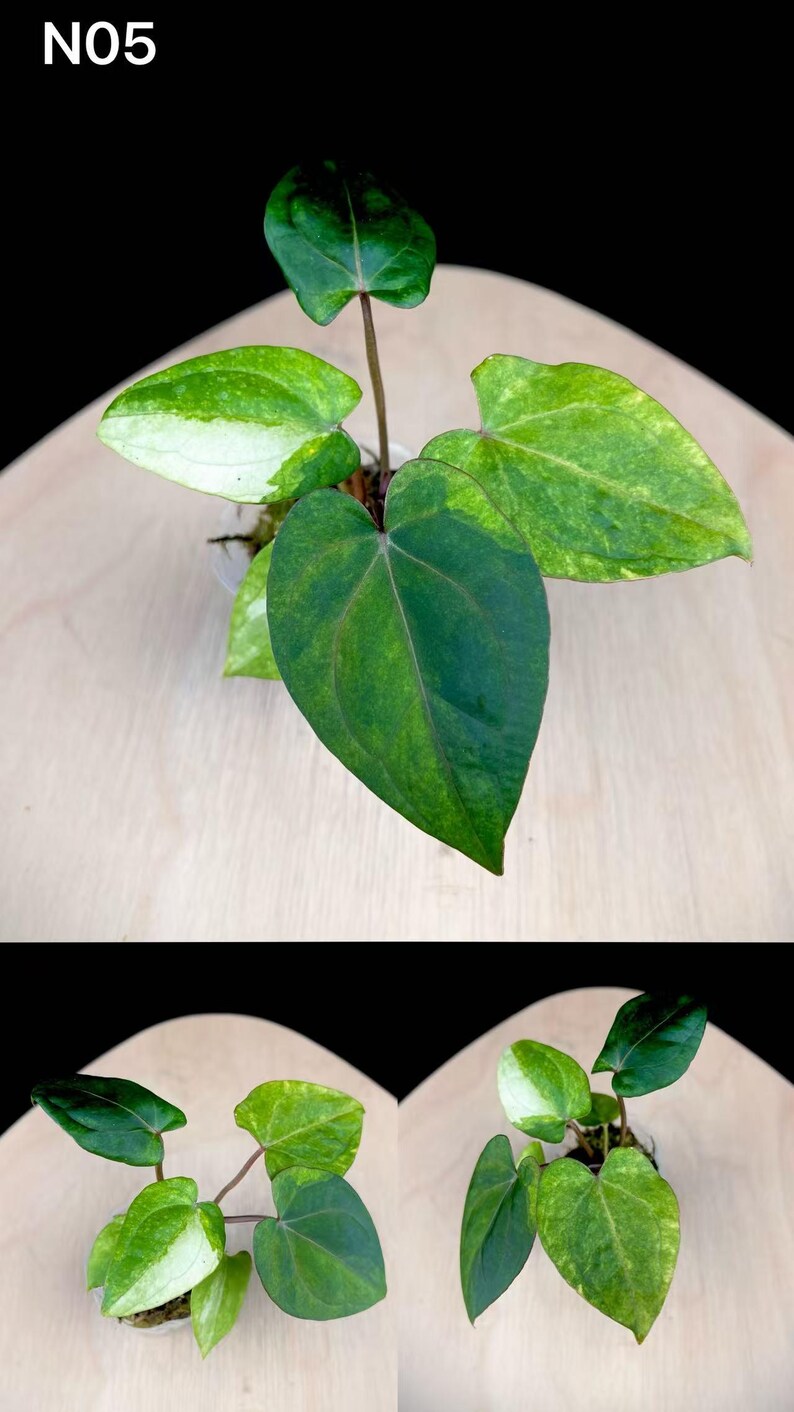 Anthurium ‘RVDP X Doc Block Red Crystallinum’ Variegated - Rare ...