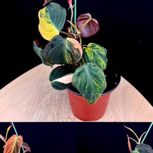 Rare Philodendron Pink Variegated Micans | Aurea Micans in 4'' Pot ...
