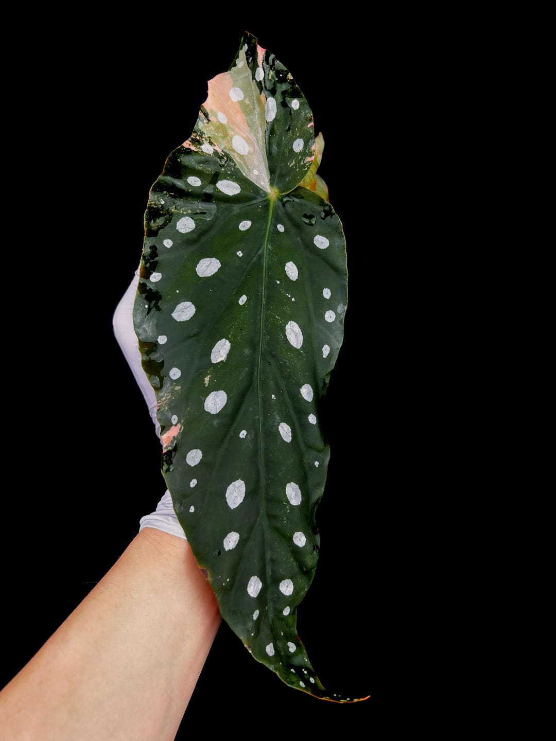 Rare Begonia Maculata Pink Variegated Cutting - Stunning Pink Splash ...