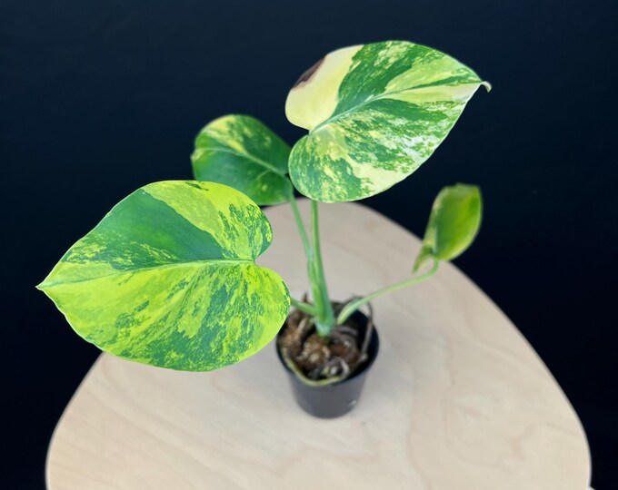 Monstera Deliciosa Aurea Variegated - Bright Yellow Sectoral & Marbled ...