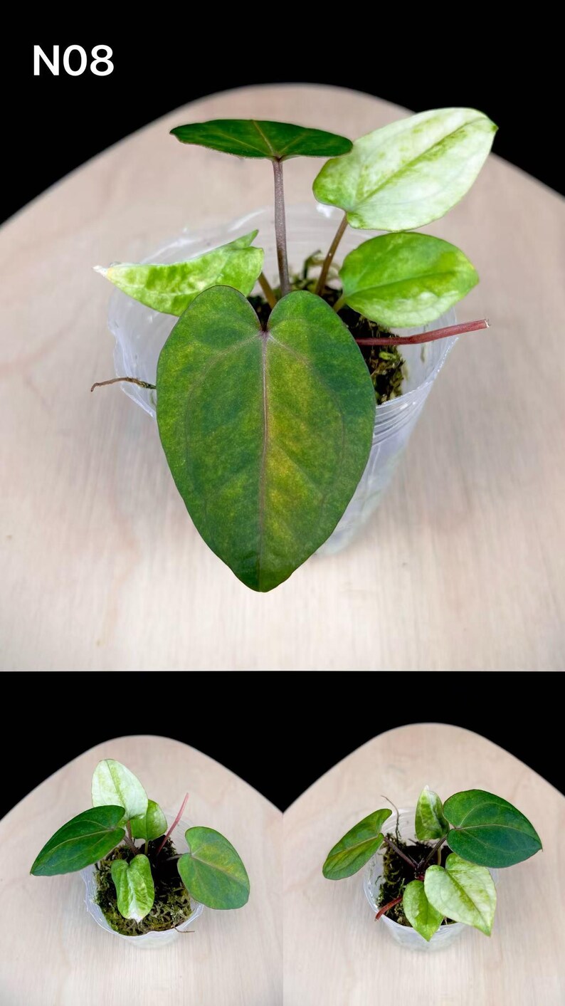 Anthurium ‘RVDP X Doc Block Red Crystallinum’ Variegated - Rare ...