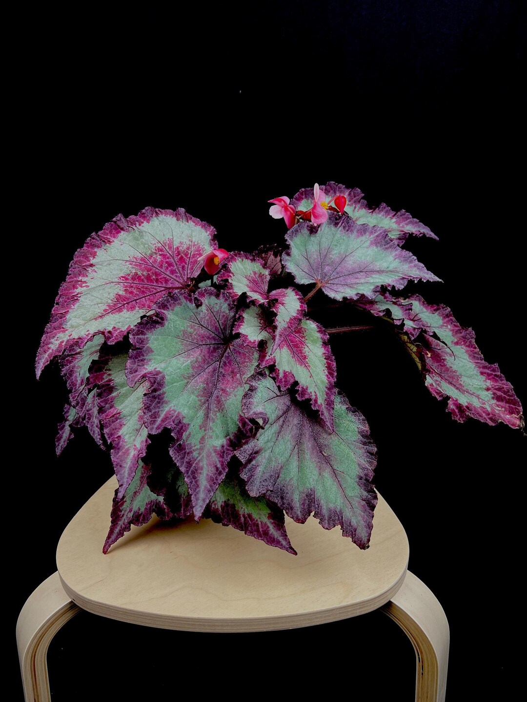 Bird of Paradise Begonia - DS Series in 4'' Pot | Beautiful Indoor ...