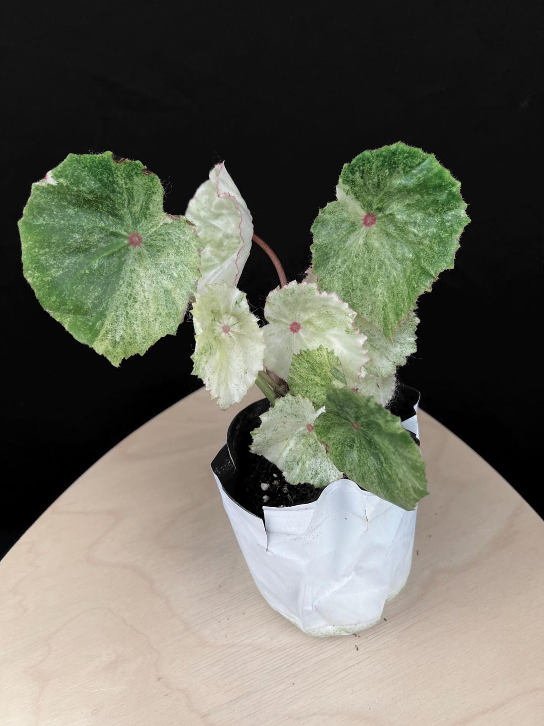 Extremely Rare Begonia Rouge Variegated – Unique Leaf Patterns, Rare ...