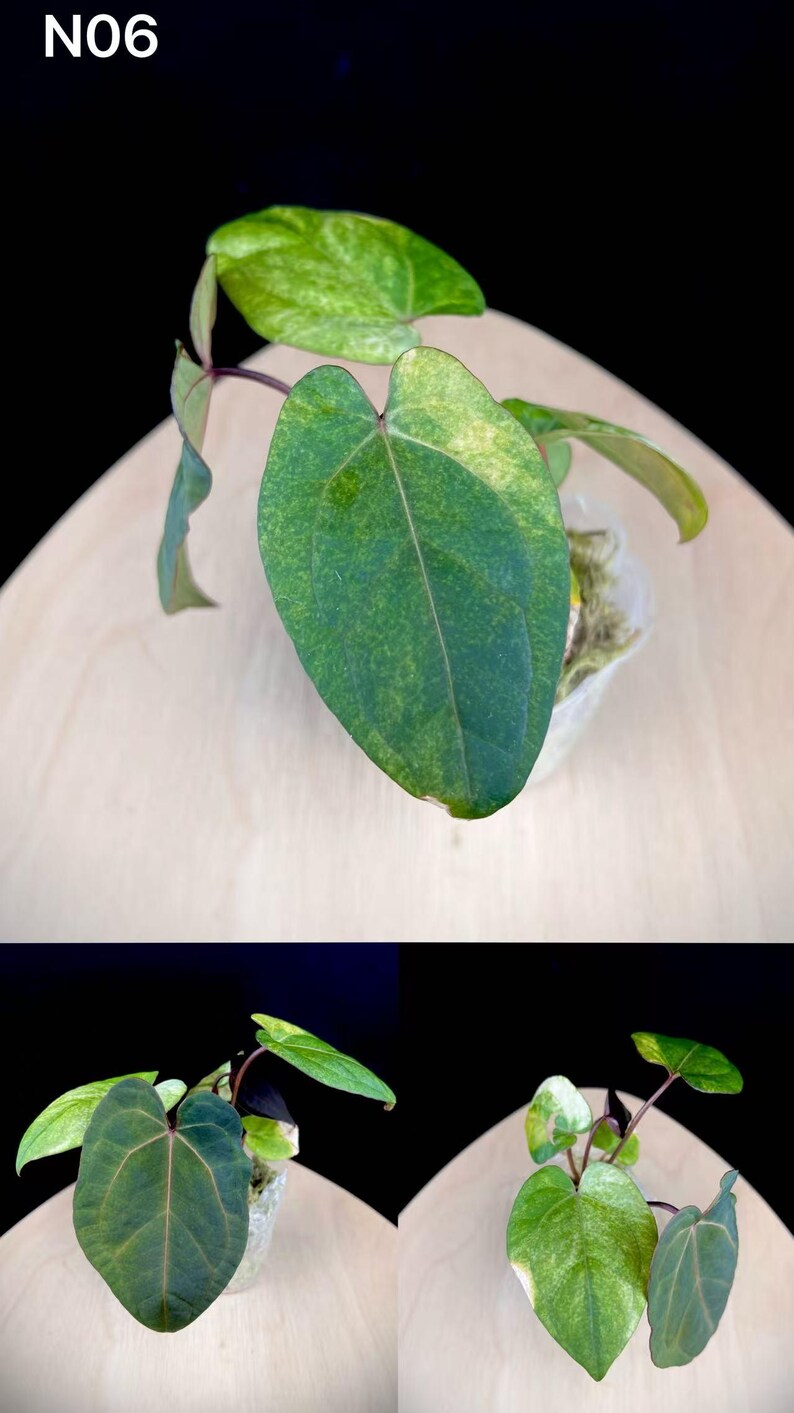 Anthurium ‘RVDP X Doc Block Red Crystallinum’ Variegated - Rare ...