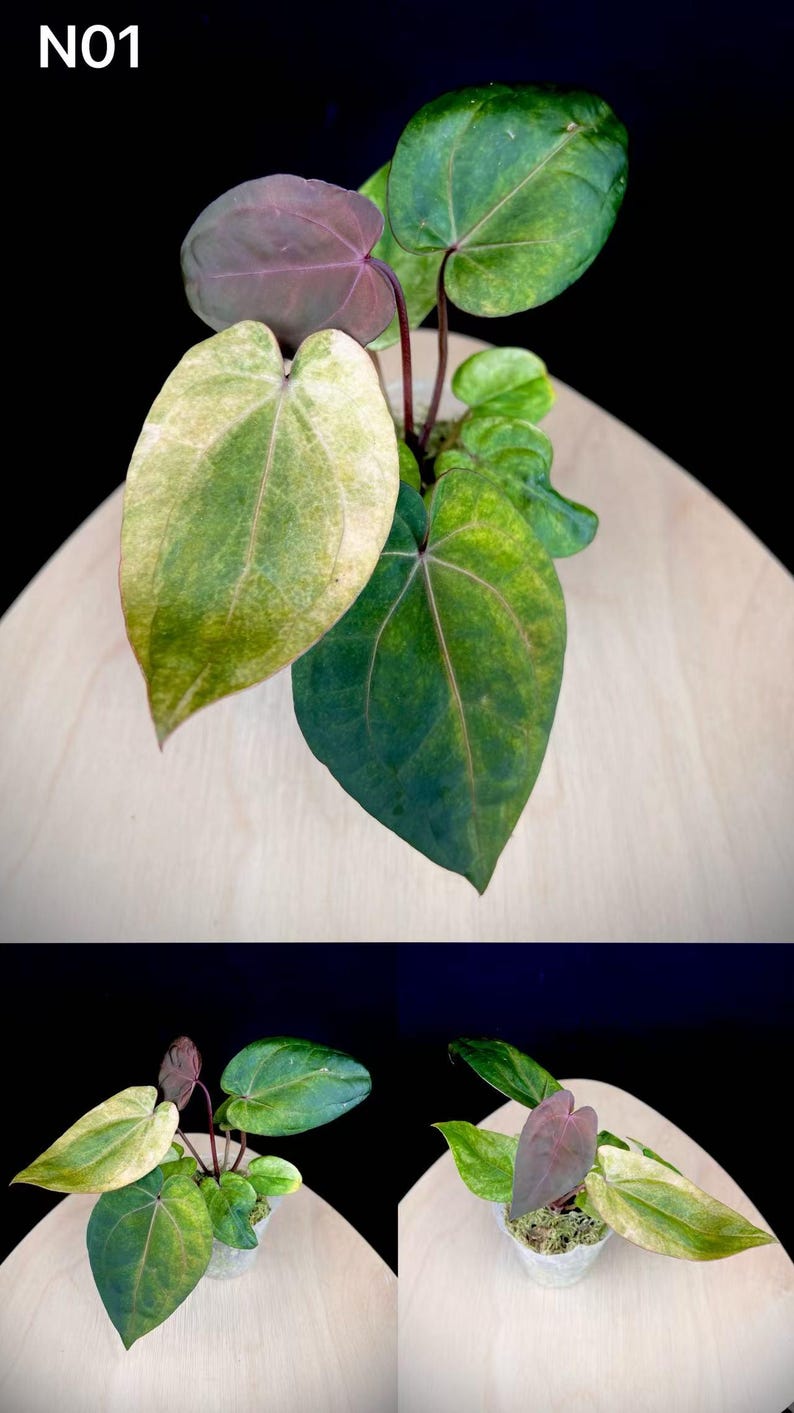 Anthurium ‘RVDP X Doc Block Red Crystallinum’ Variegated - Rare ...