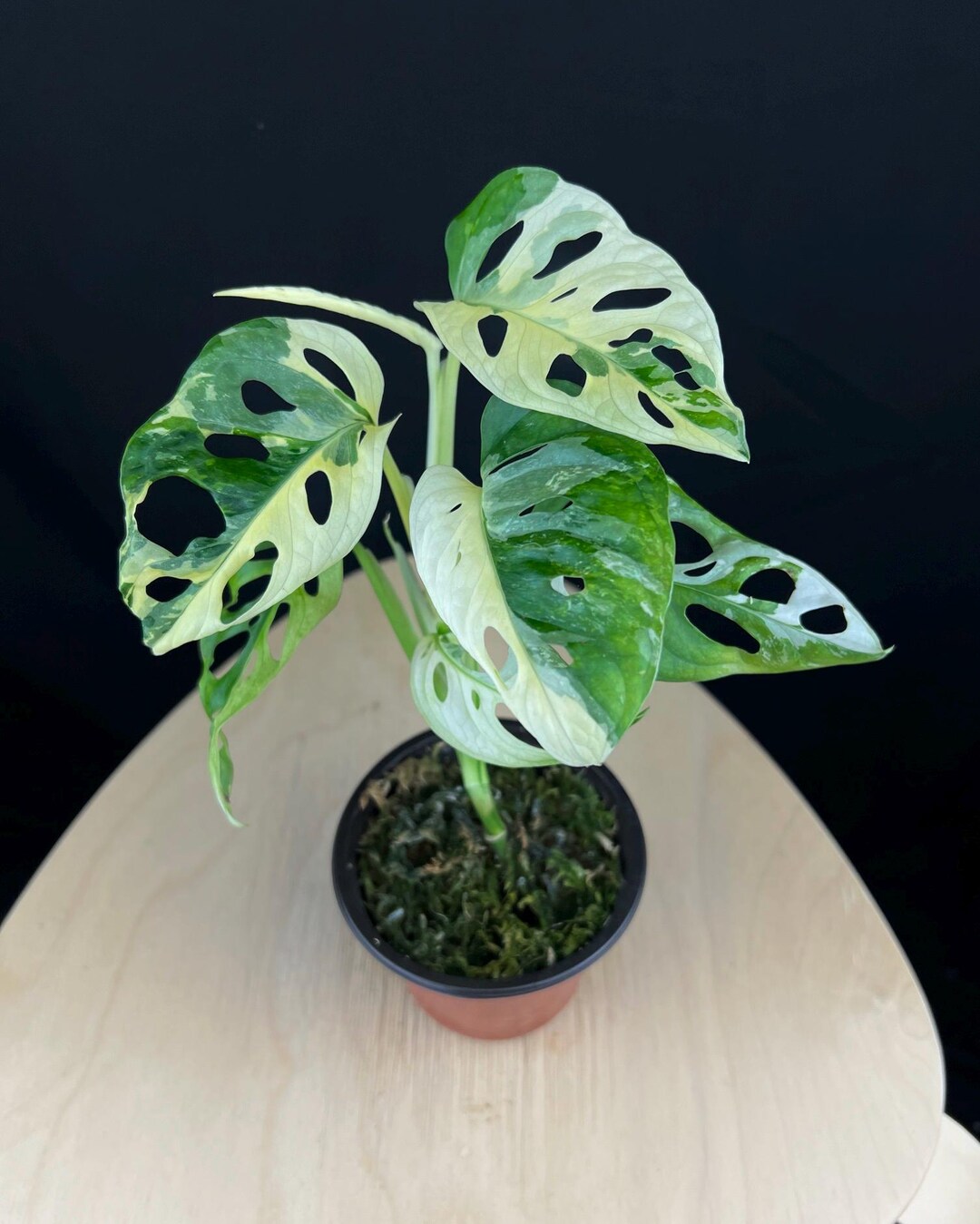 Monstera Adansonii Albo Variegated - Rare Swiss Cheese Plant With ...