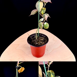 Rare Philodendron Pink Variegated Micans | Aurea Micans in 4'' Pot ...