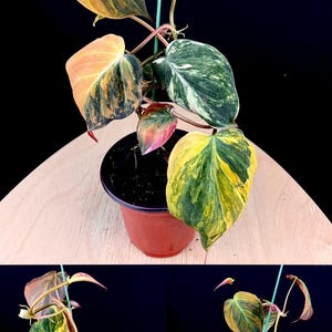 Rare Philodendron Pink Variegated Micans | Aurea Micans in 4'' Pot ...