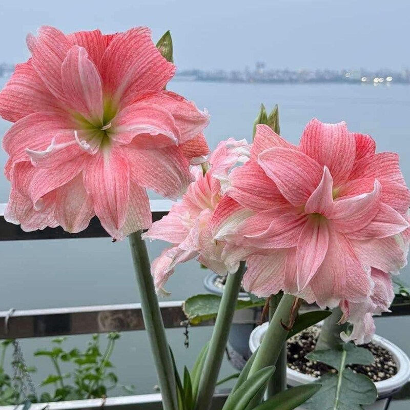 Pink Light Bulb - Etsy