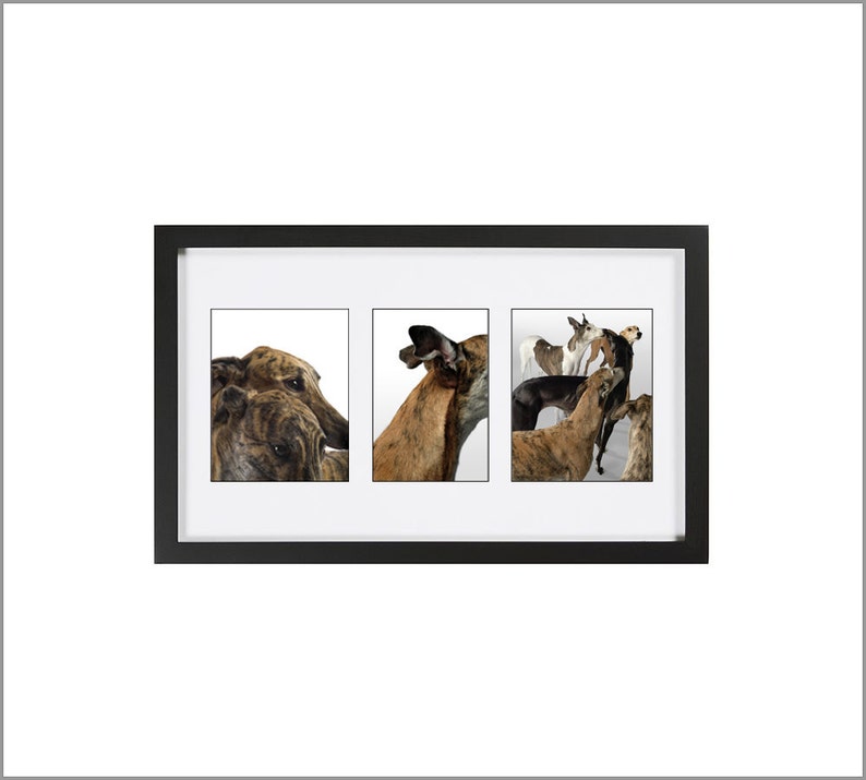 Fine Art Greyhound Photograph - Etsy