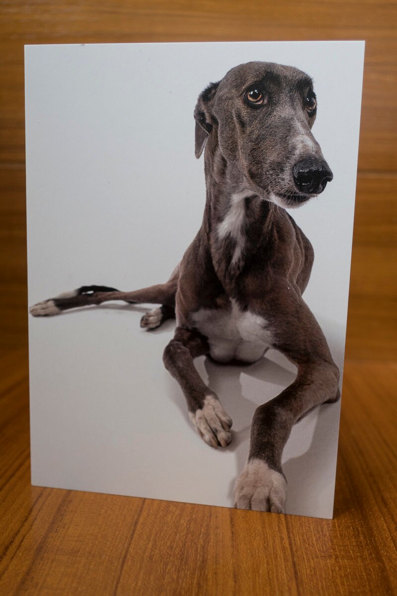 Set of 6 ASSORTED Greyhound Greeting Cards 2 - Etsy Sweden