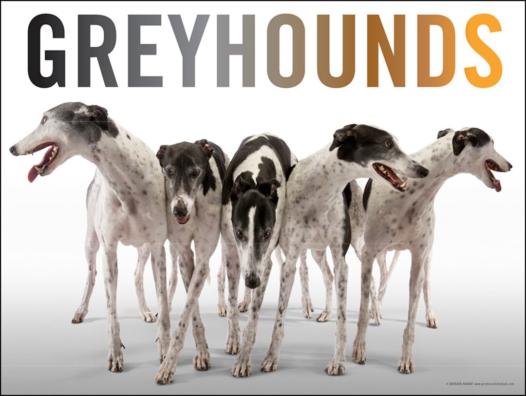 Fine Art Greyhound Poster - Etsy