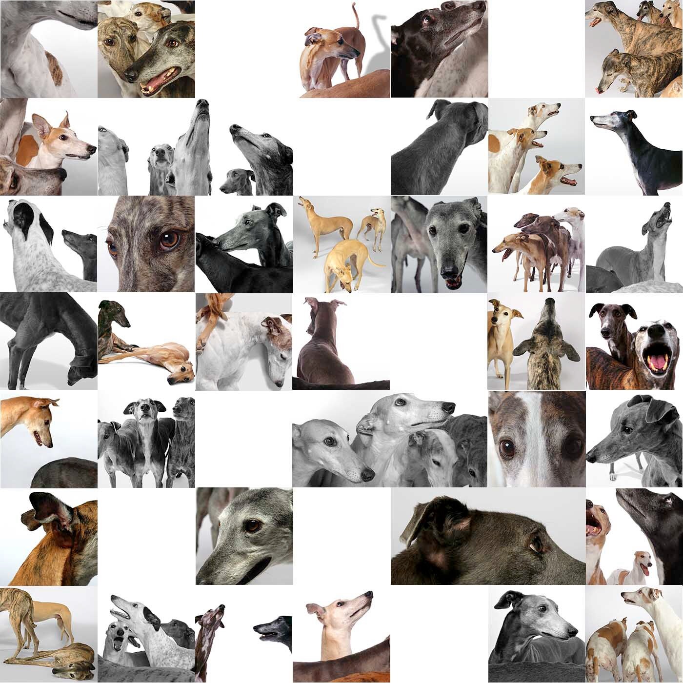 Greyhounds Converse "chuck Taylor" All-stars Featuring GREYHOUND ...