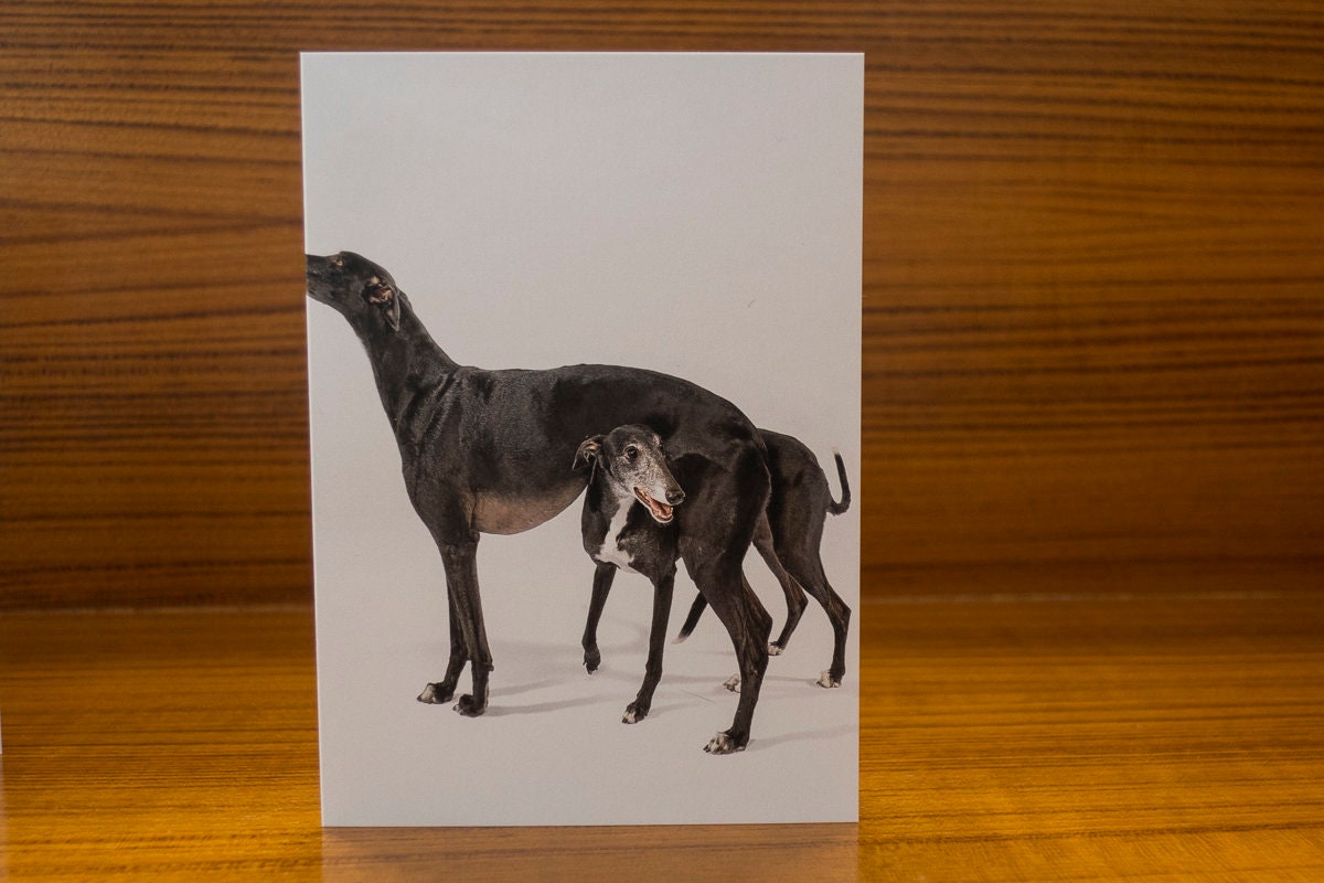 Set of 6 ASSORTED Greyhound Greeting Cards 2 | Etsy