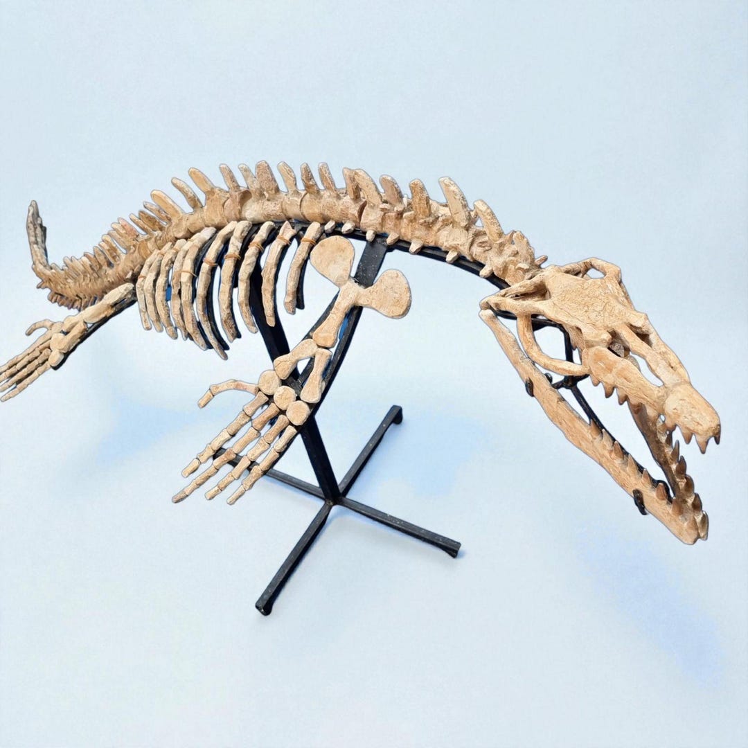 Massive 2-meters(200cm) Mosasaur Skeleton | Large Prehistoric Marine ...