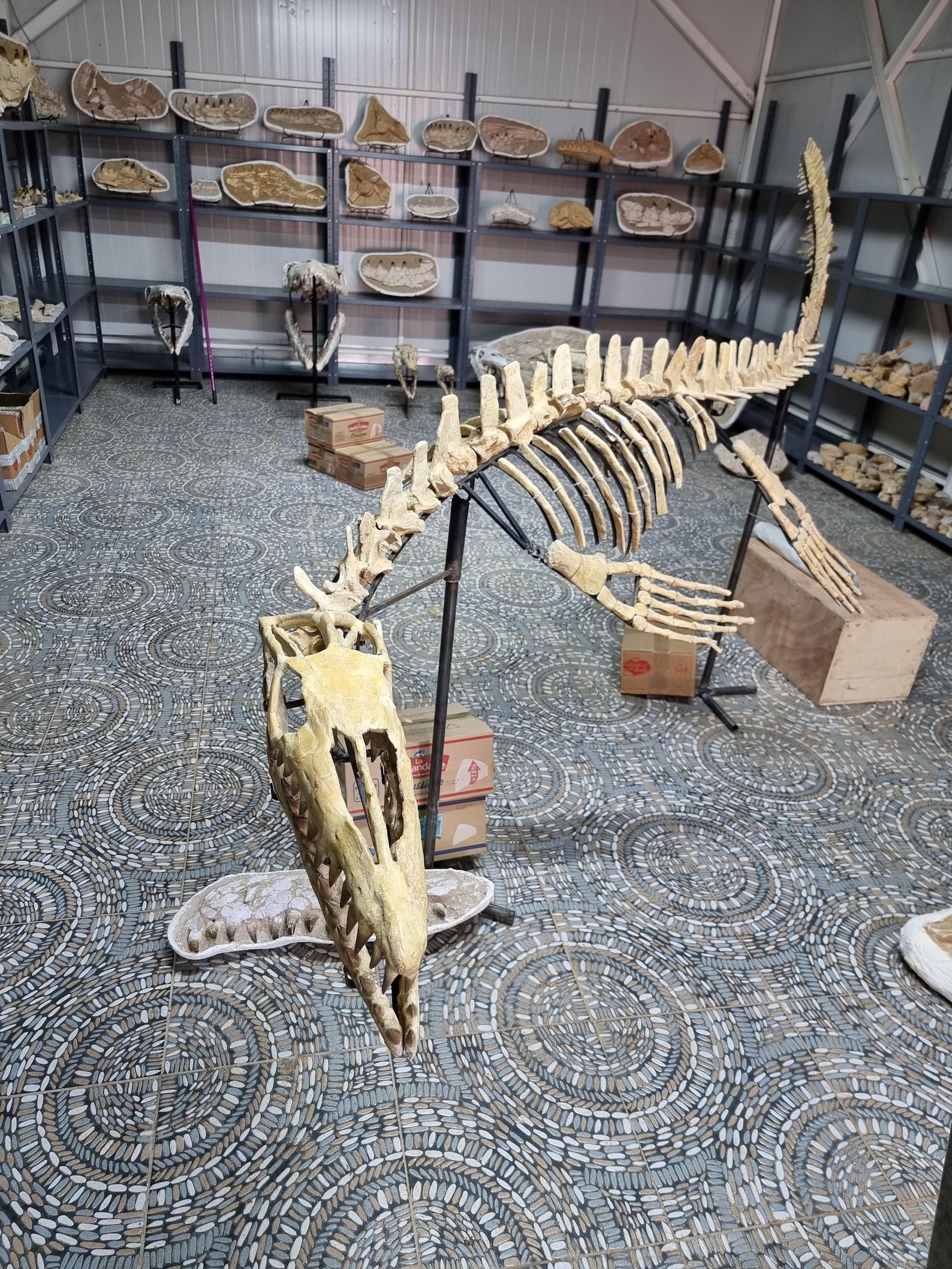 Authentic 3.5m Mosasaur Skeleton_rare Late Cretaceous Fossil From ...