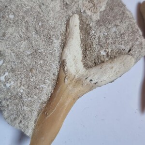 5 Scapanorhynhus Rapax Teeth and 11 Goblin Shark Teeth From Morocco - Etsy