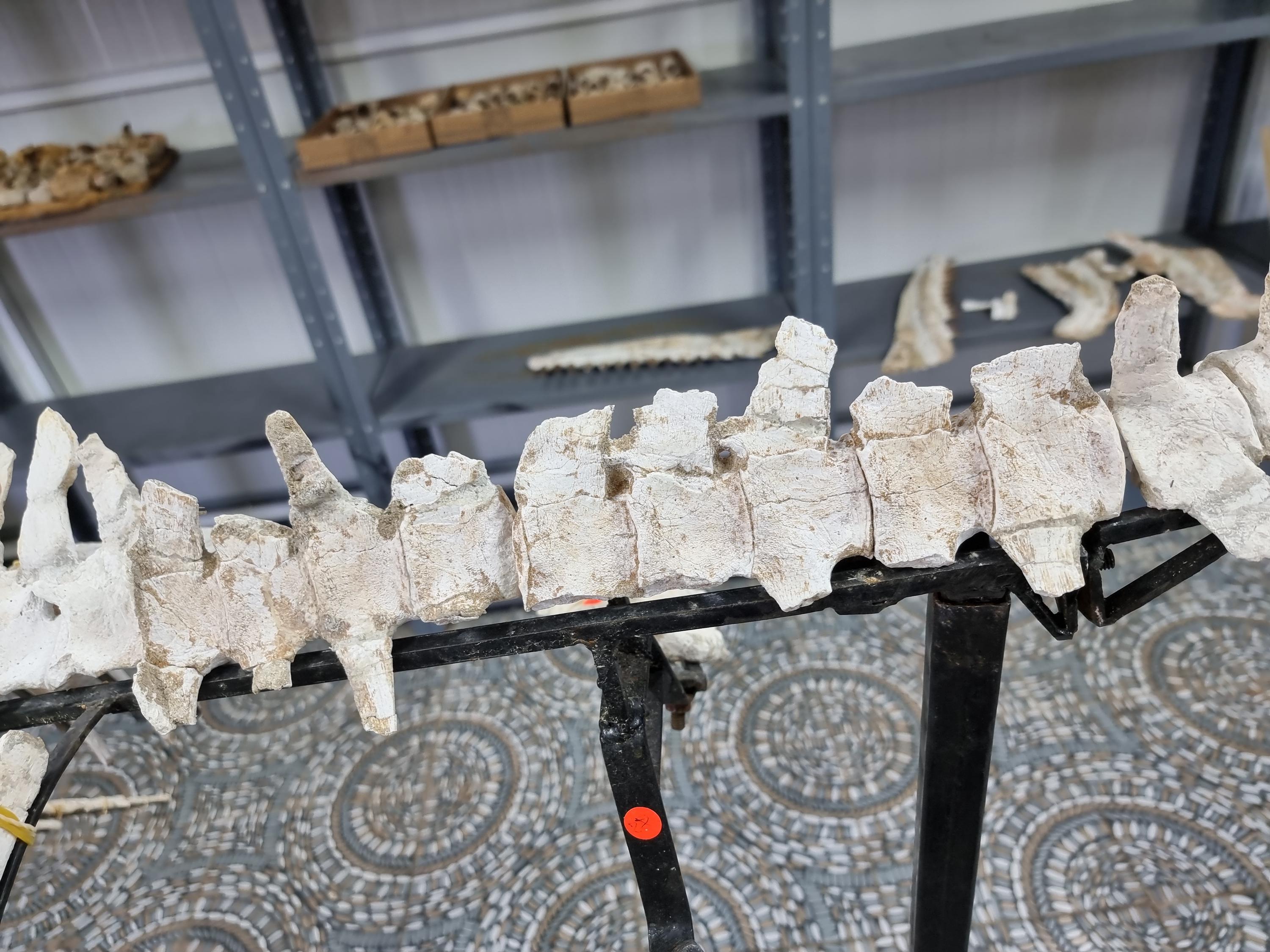 Authentic 3m Mosasaur Skeleton – Late Cretaceous Marine Predator - Etsy