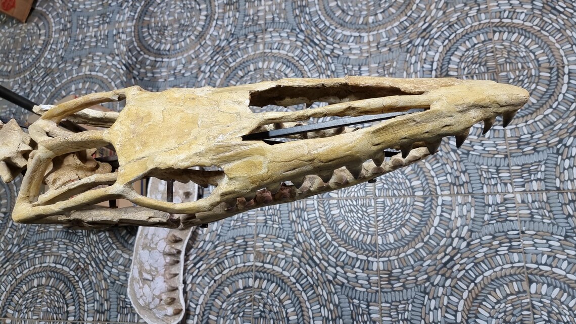 Authentic 3.5m Mosasaur Skeleton_rare Late Cretaceous Fossil From ...