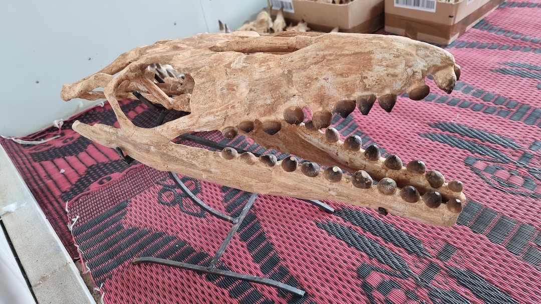 Fossil Skull of Globidens Mosasaur 55cm Late Cretaceous, Morocco - Etsy