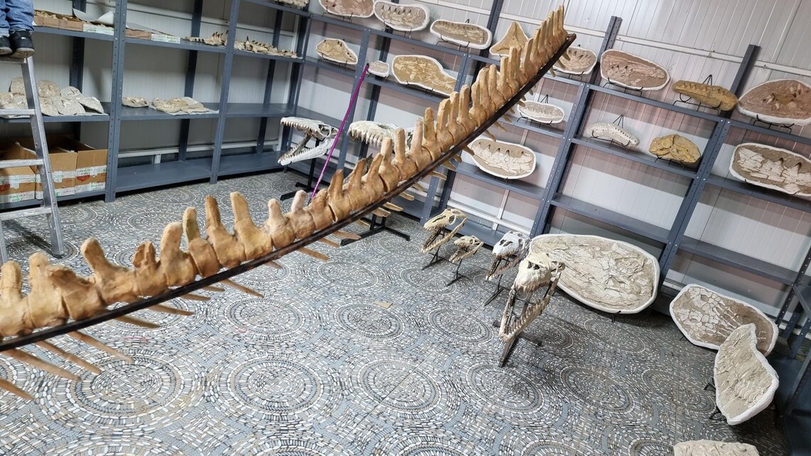 Authentic 3.5m Mosasaur Skeleton_rare Late Cretaceous Fossil From ...
