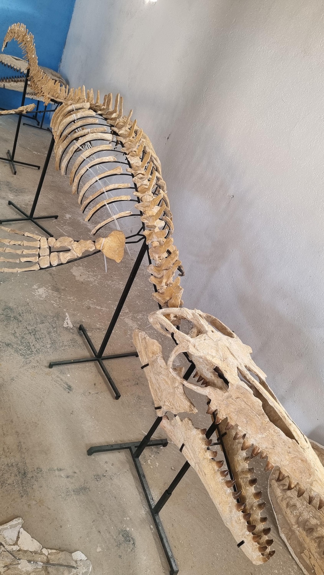Giant 6.5 Mosasaur Skeleton_rare Museum_ Quality Marine Predator Fossil ...