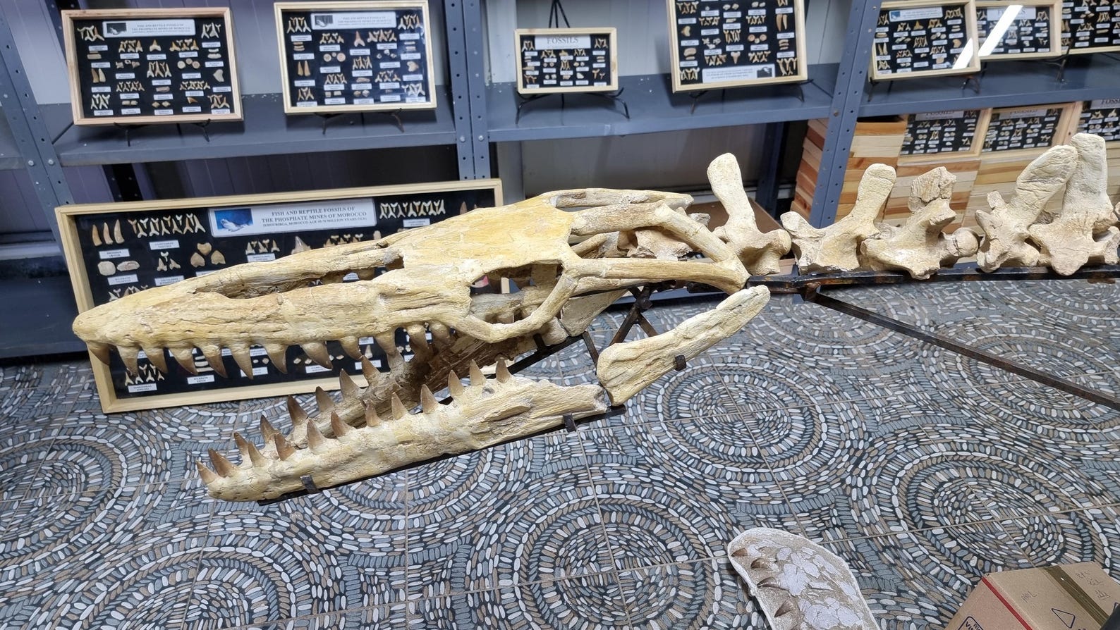 Authentic 3.5m Mosasaur Skeleton_rare Late Cretaceous Fossil From ...
