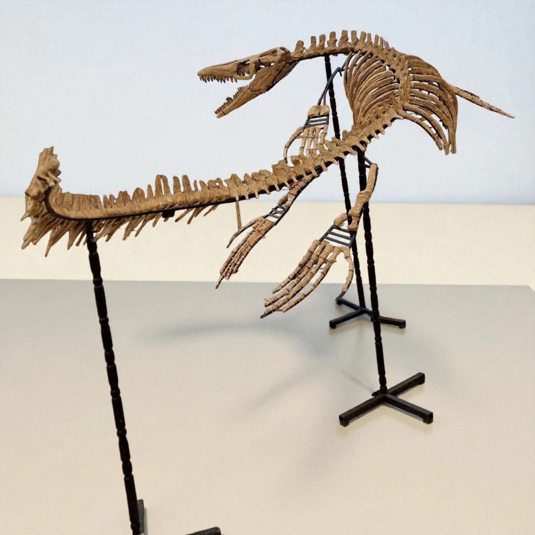 Large Authentic Mosasaur Fossil Skeleton – Ouled Abdoun Basin ...