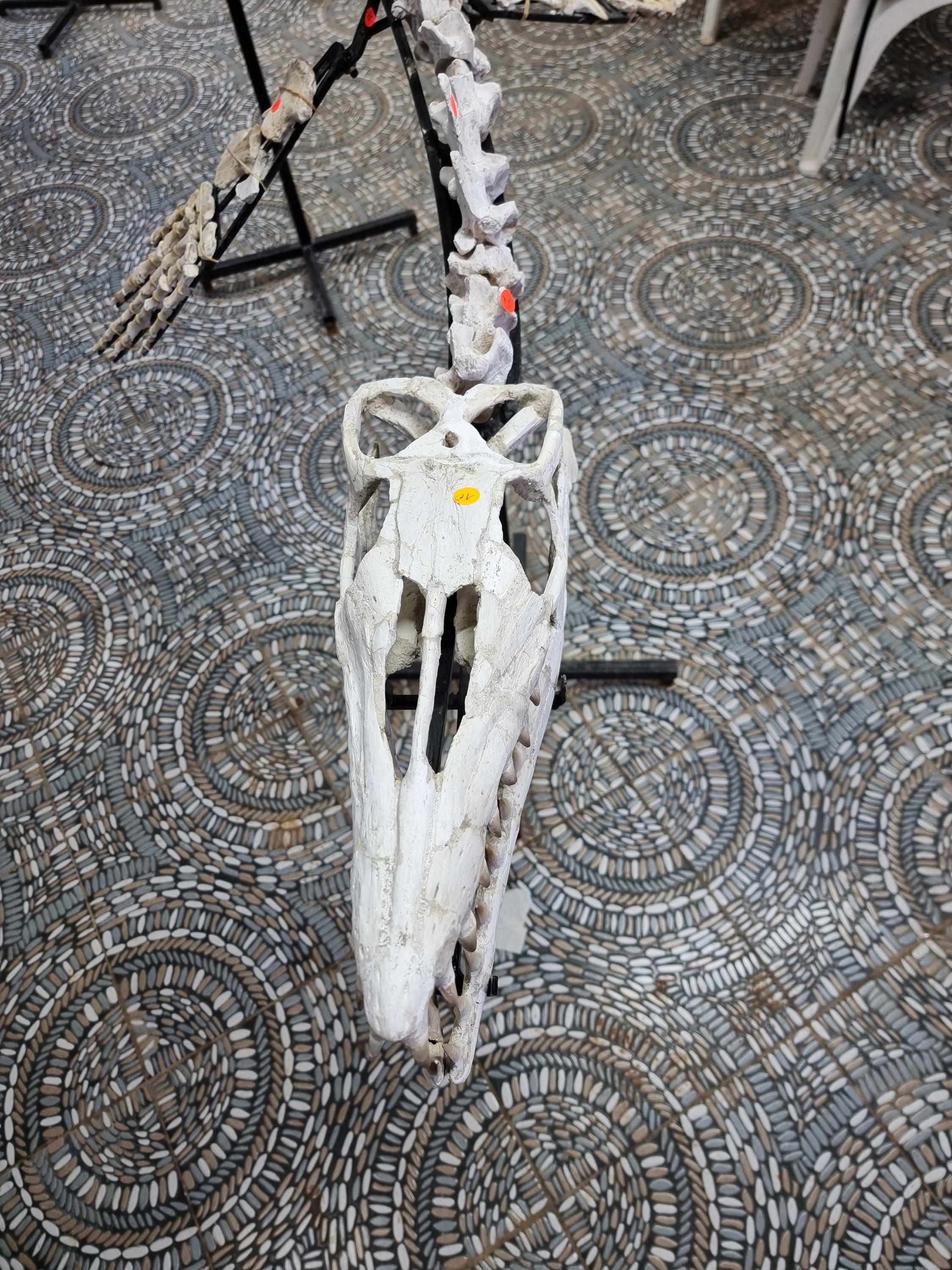 Authentic 3m Mosasaur Skeleton – Late Cretaceous Marine Predator - Etsy