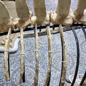 Authentic 3.5m Mosasaur Skeleton_rare Late Cretaceous Fossil From ...