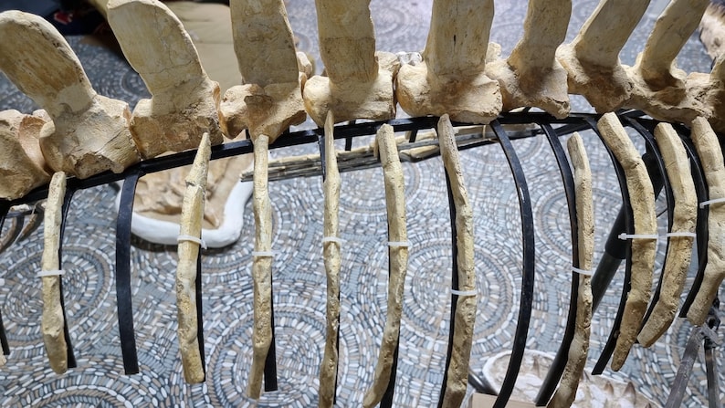 Authentic 3.5m Mosasaur Skeleton_rare Late Cretaceous Fossil From ...
