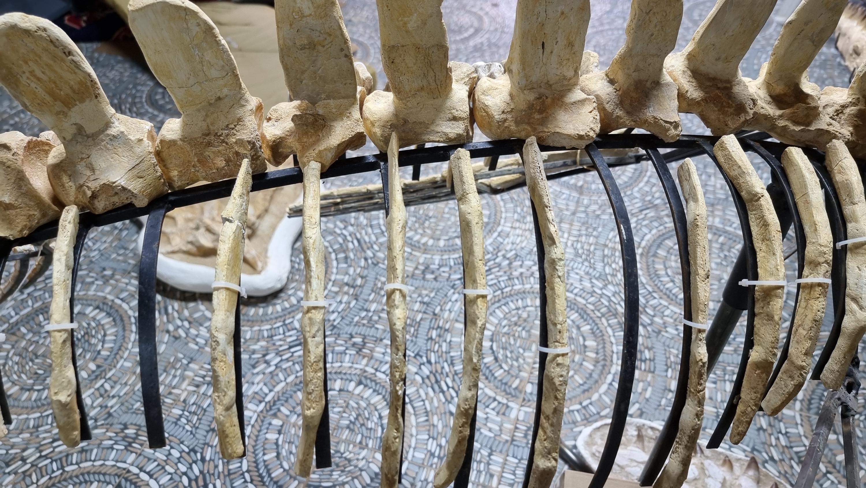 Authentic 3.5m Mosasaur Skeleton_rare Late Cretaceous Fossil From ...