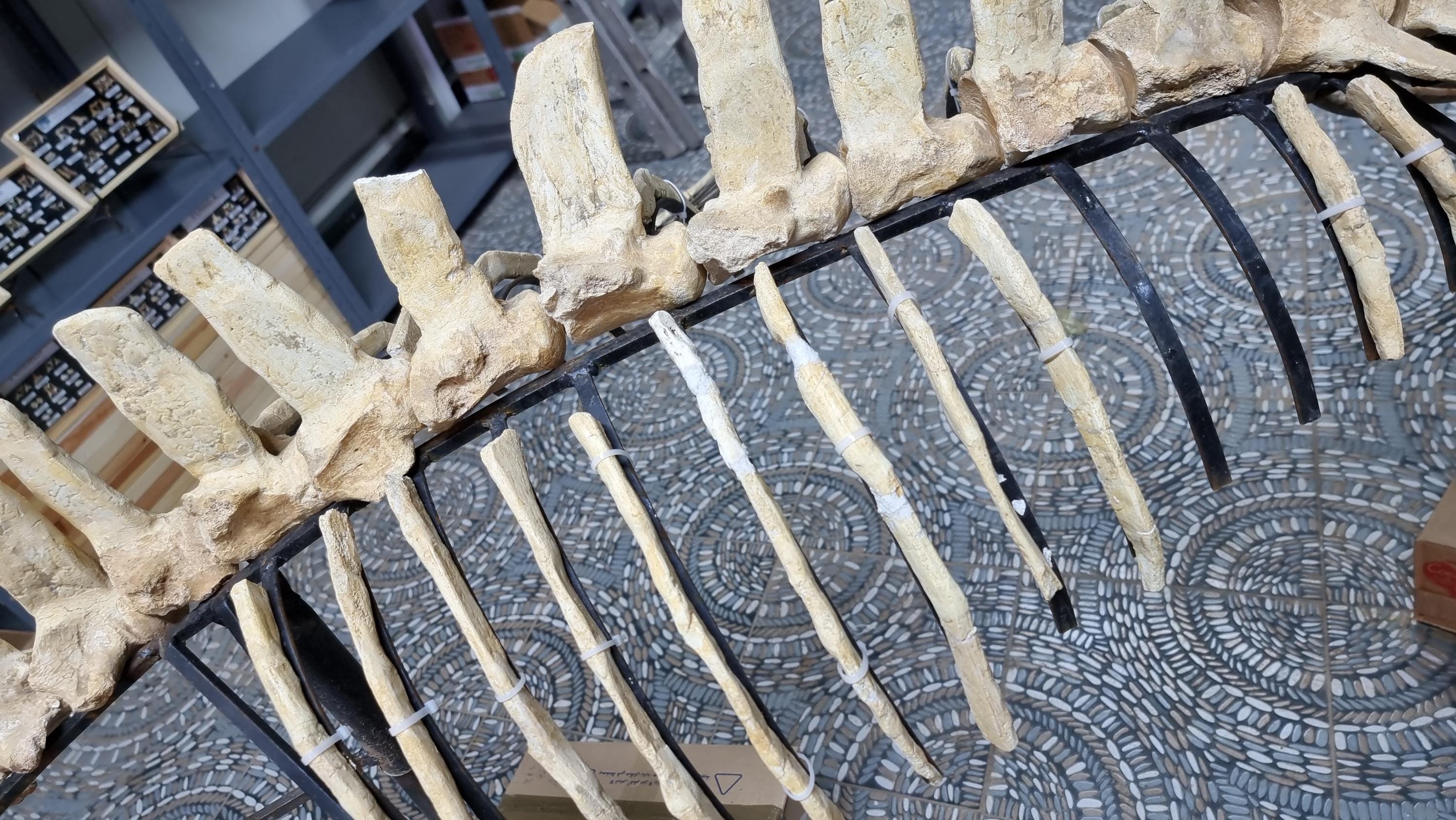 Authentic 3.5m Mosasaur Skeleton_rare Late Cretaceous Fossil From ...