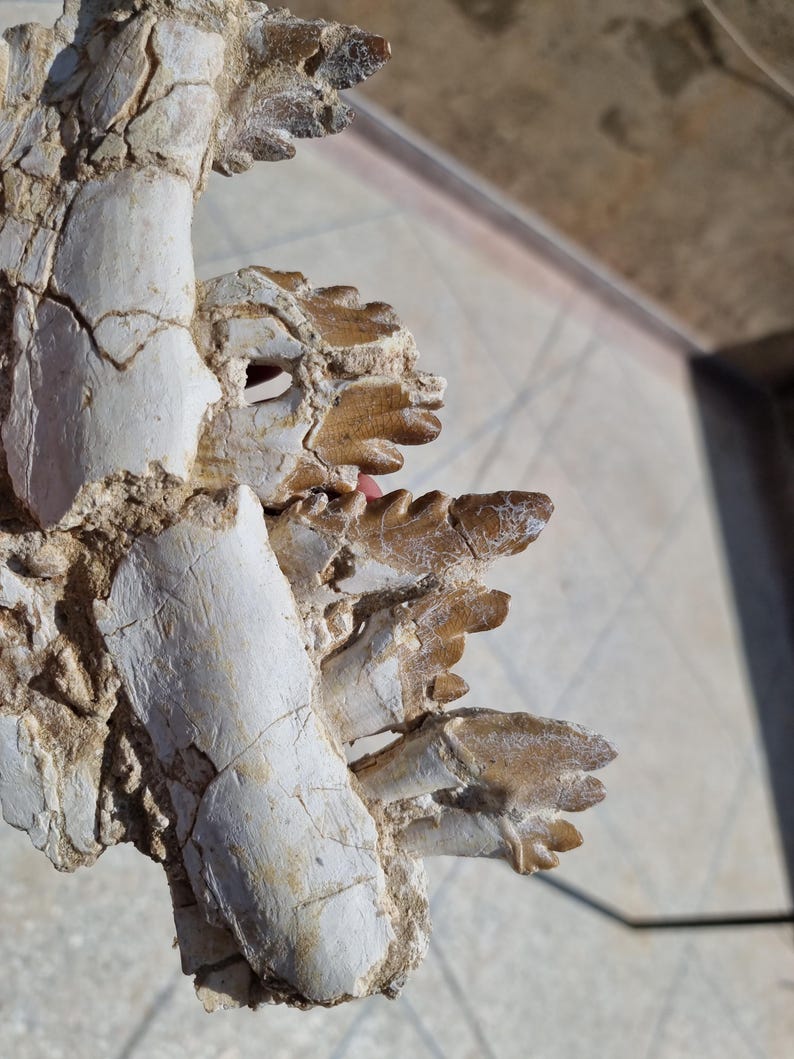 Rare Fossilized Basilosaurus Jaw – Eocene Whale From the Moroccan ...