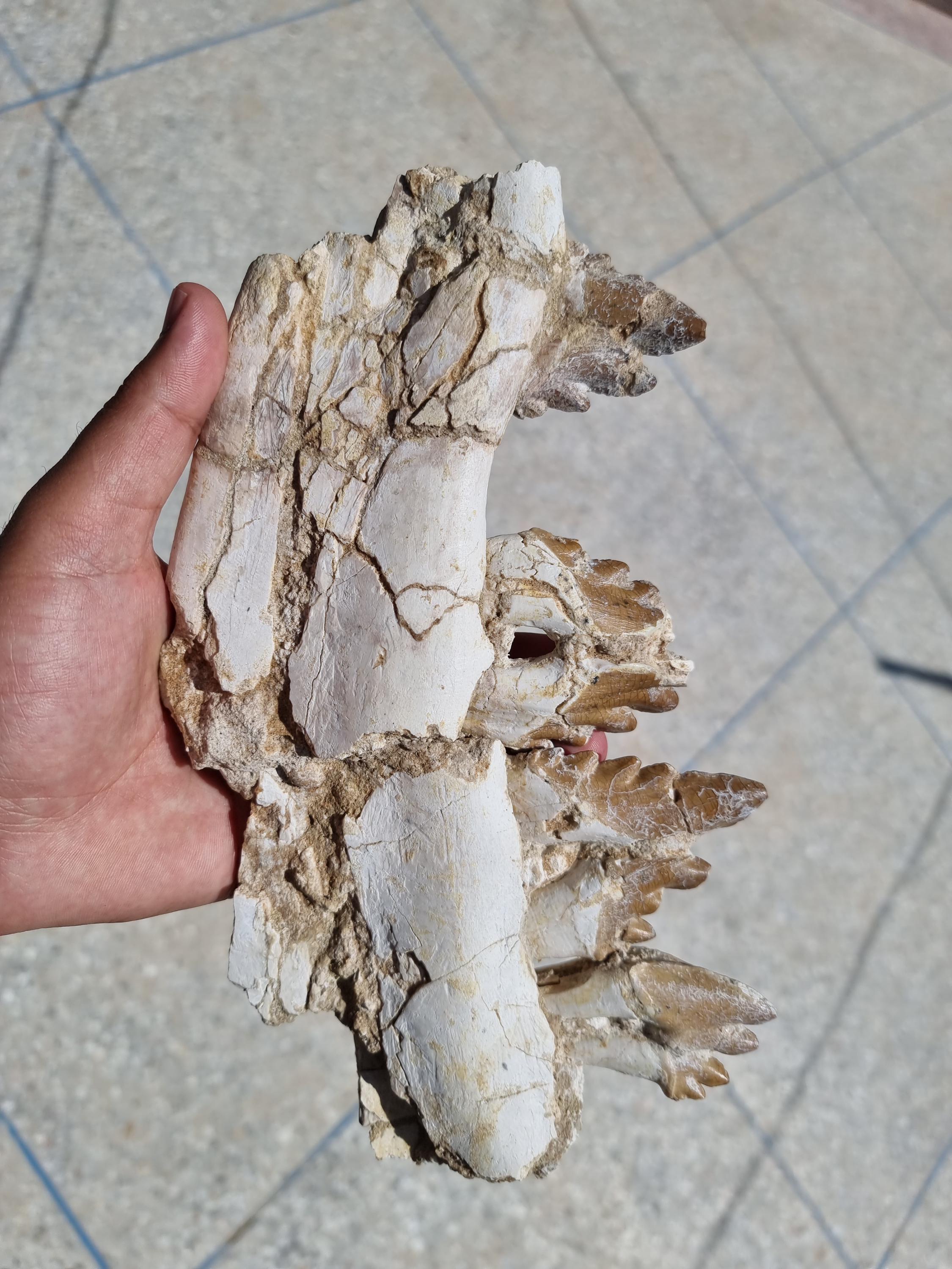 Rare Fossilized Basilosaurus Jaw – Eocene Whale From the Moroccan ...