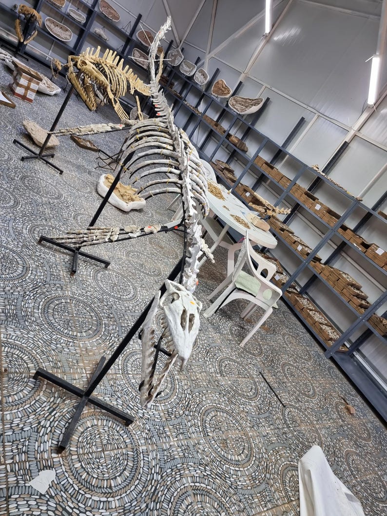 Authentic 3m Mosasaur Skeleton – Late Cretaceous Marine Predator - Etsy