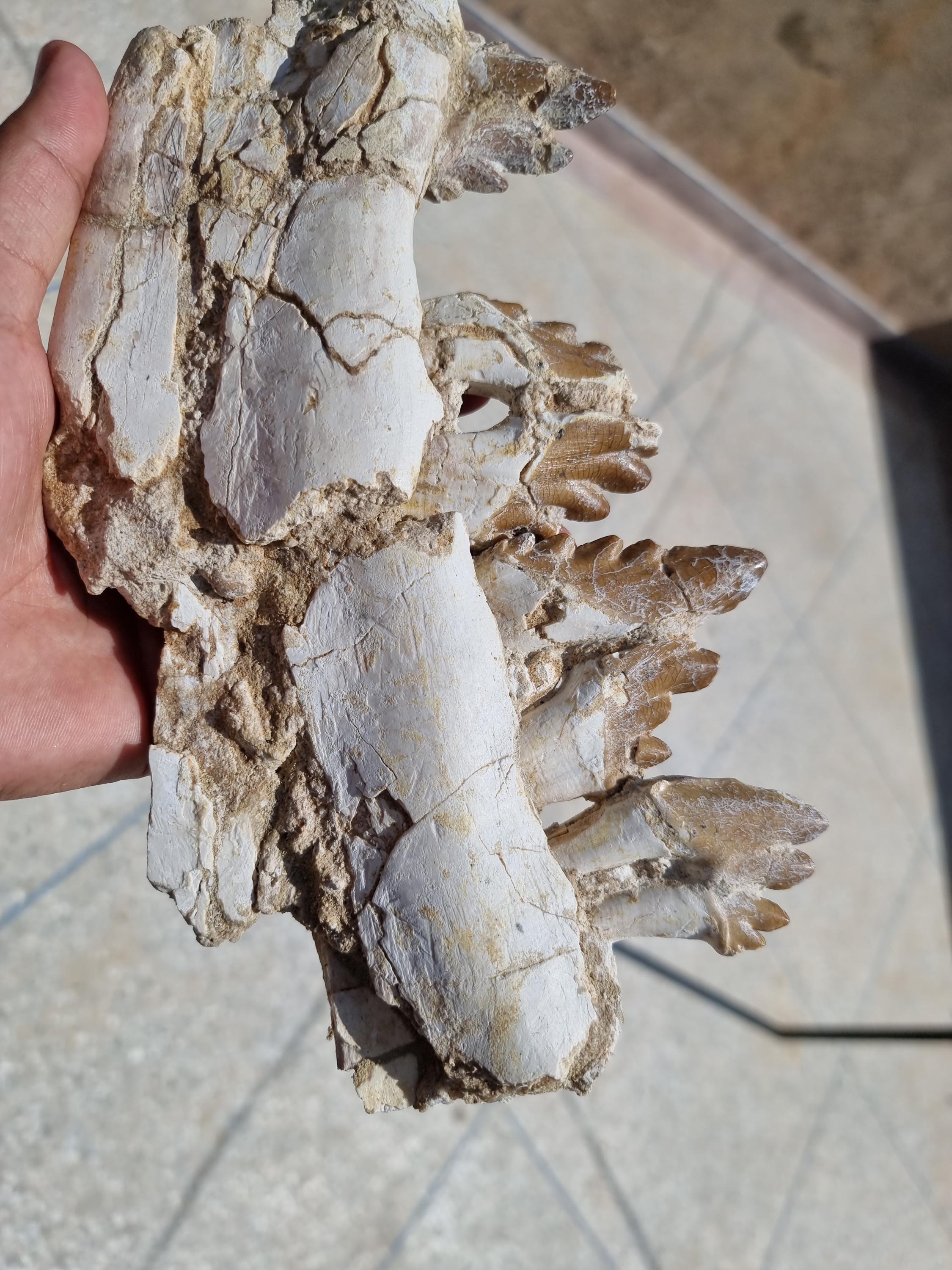 Rare Fossilized Basilosaurus Jaw – Eocene Whale From the Moroccan ...