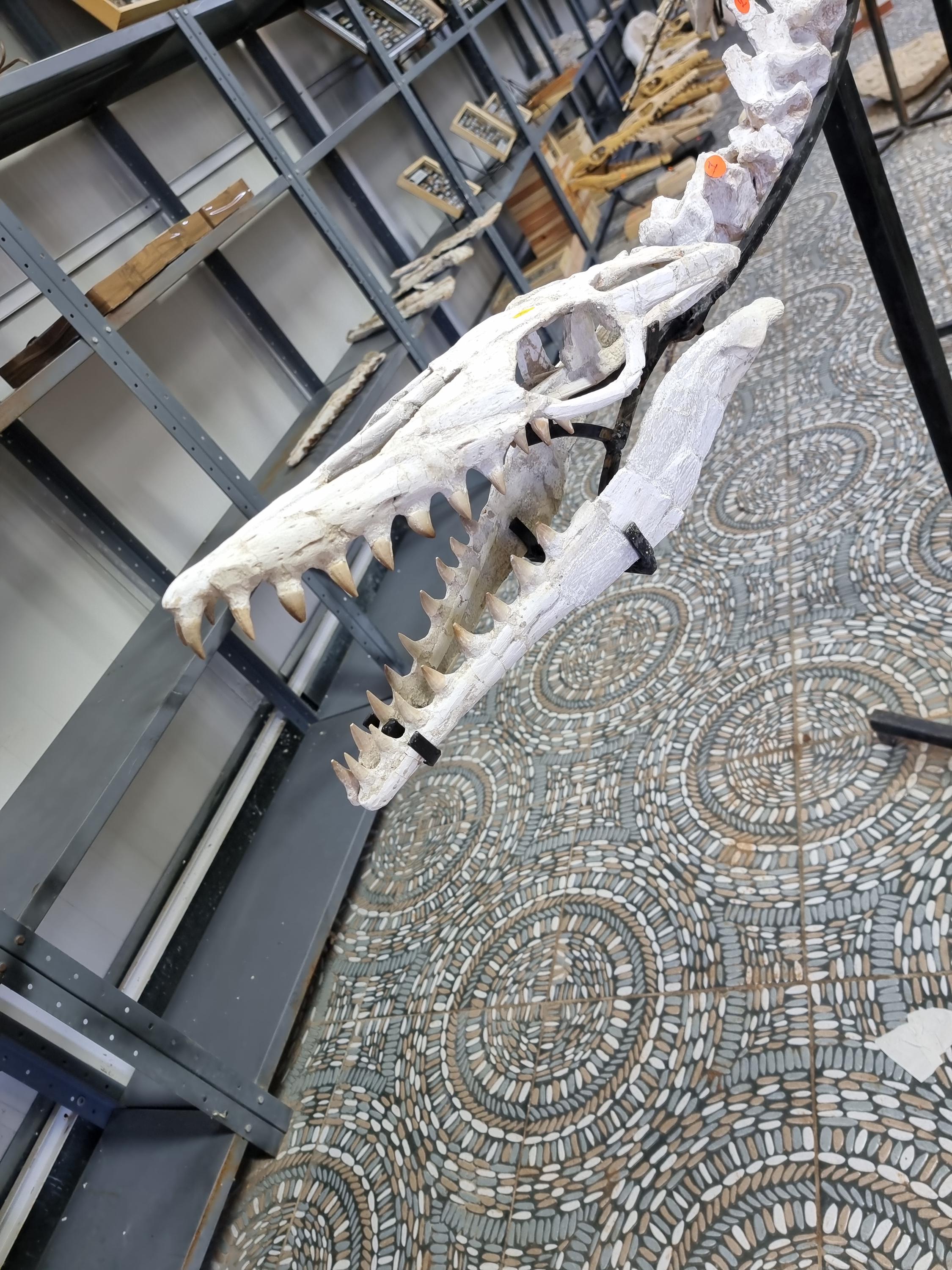 Authentic 3m Mosasaur Skeleton – Late Cretaceous Marine Predator - Etsy