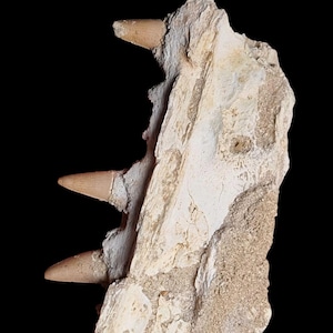 Authentic 100% Original Prehistoric Crocodile Jaw Fossil_rare Natural ...
