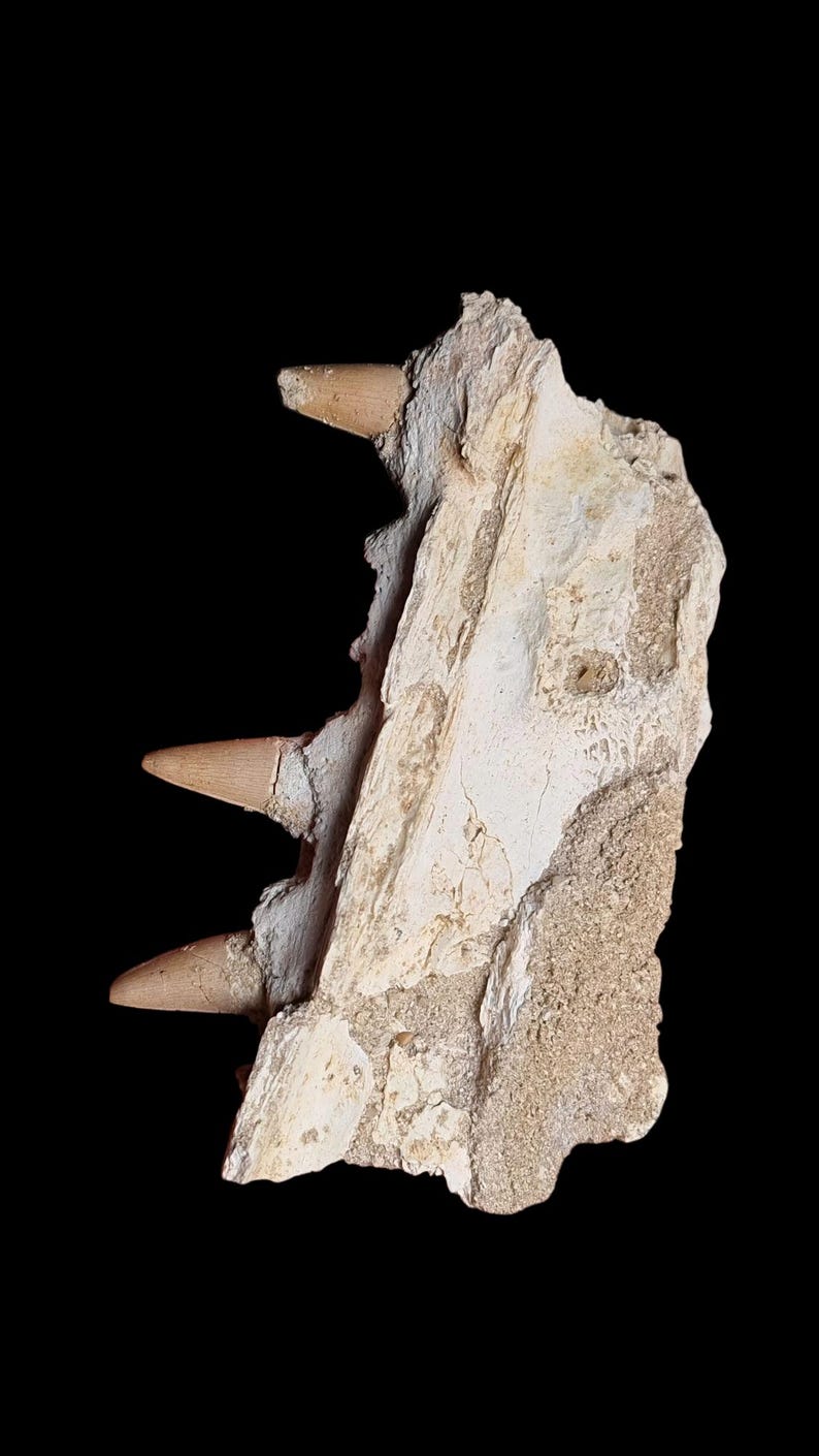 Authentic 100% Original Prehistoric Crocodile Jaw Fossil_rare Natural ...