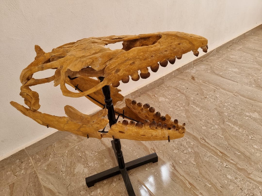Rare Globidens Mosasaur Skull – Cretaceous Fossil From Morocco - Etsy
