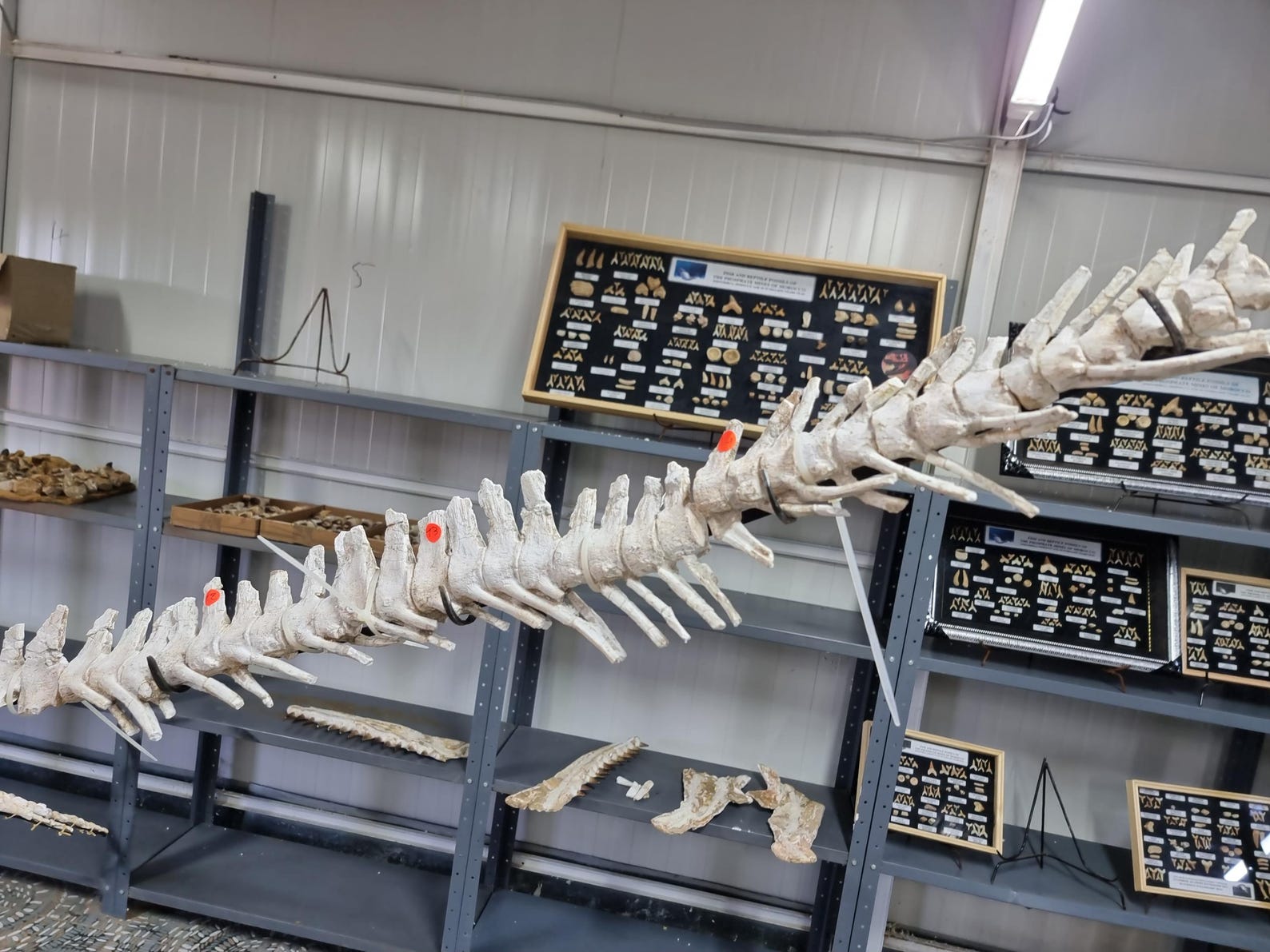 Authentic 3m Mosasaur Skeleton – Late Cretaceous Marine Predator - Etsy