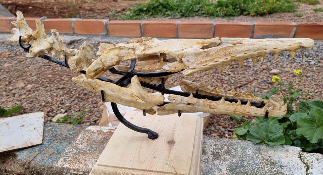 Rare 100% Authentic Halisaurus Mosasaur Skull _late Cretateous Fossisl ...