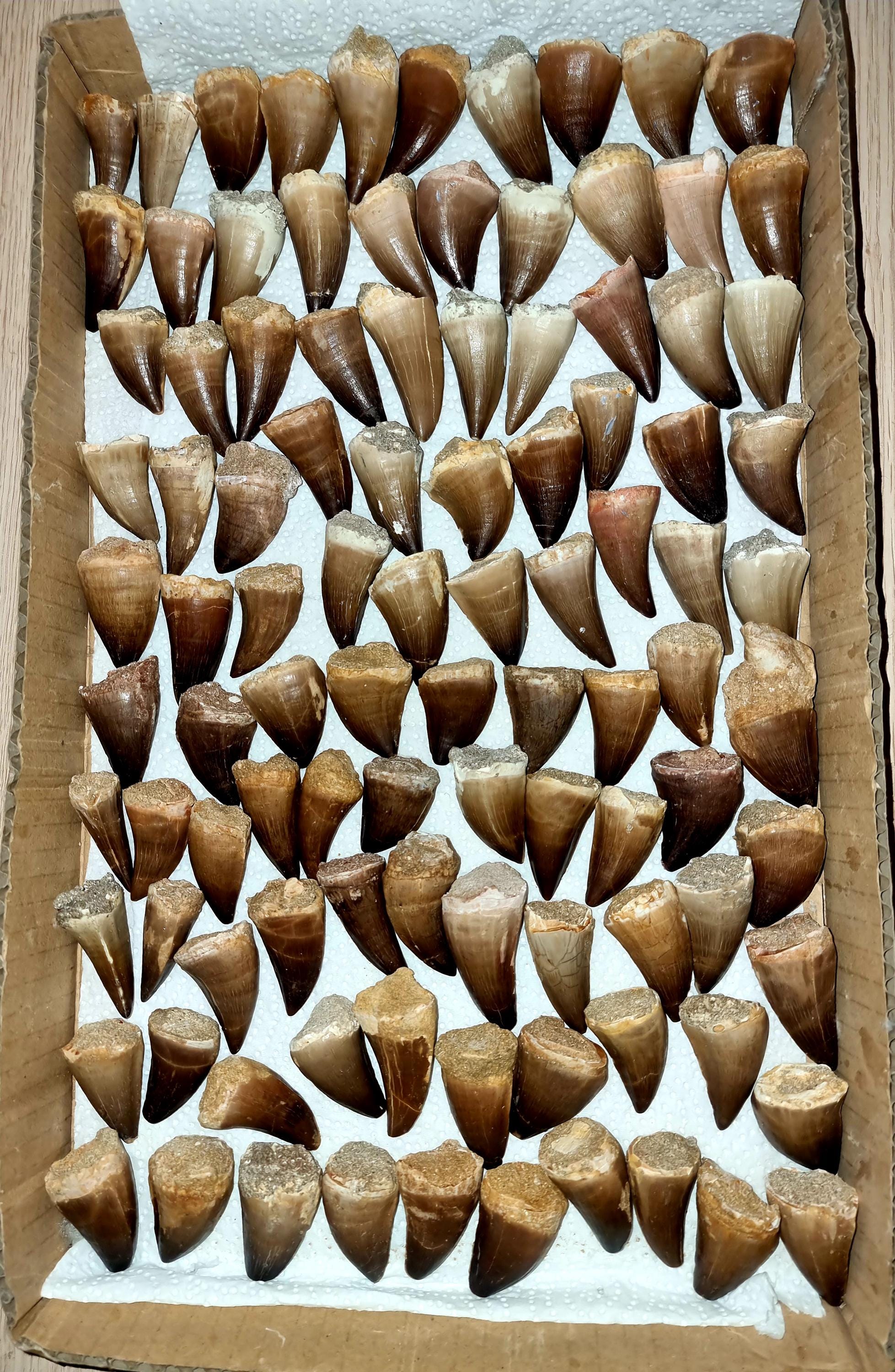 100 Authentic Mosasaur Teeth (3.5–4.5 Cm) - Etsy